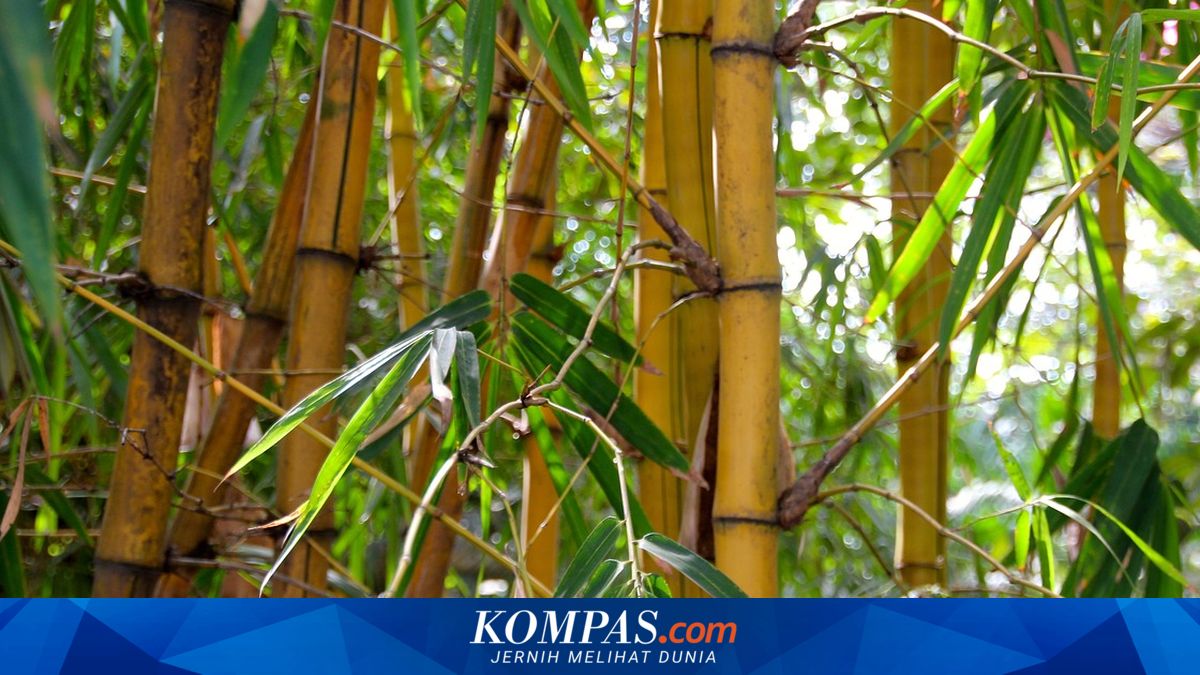 Rumah Bambu Lebih Tahan Gempa daripada Rumah Beton? Ini Hasil Surveinya