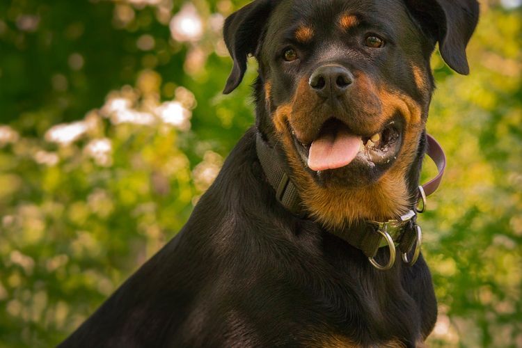3 Jenis Anjing Rottweiler: Sejarah, Karakteristik Tubuh, dan Sifatnya