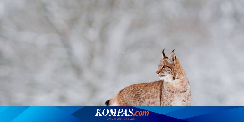 Mengenal Lynx, Kucing Liar yang Diburu di Swedia