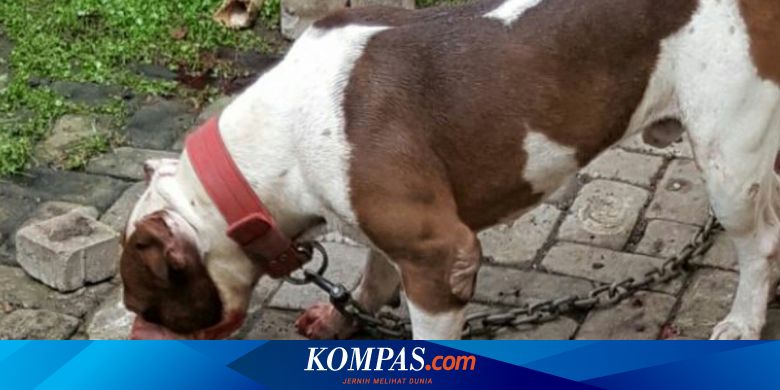Seorang Bocah Tewas Digigit Anjing Pitbull di Malang