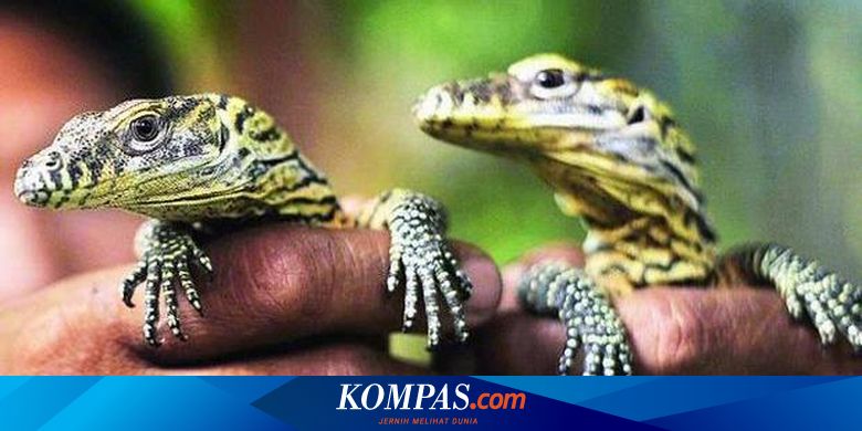 Inkubator Komodo, Seperti Apa Itu?