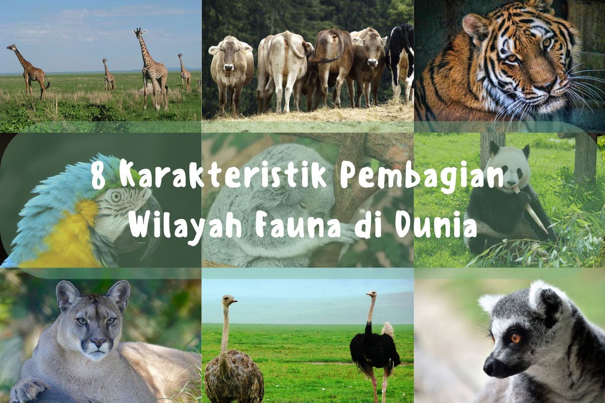 8 Karakteristik Pembagian Wilayah Fauna di Dunia 8 Karakteristik Pembagian Wilayah Fauna di Dunia