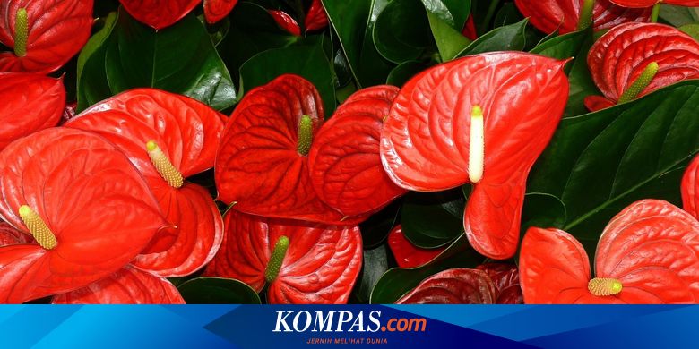 Selasa Besok Imlek, Yuk Dekorasi Rumah dengan 4 Bunga Serba Merah