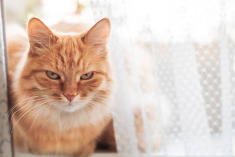 5 Perilaku Manusia yang Dibenci Kucing, Apa Saja?