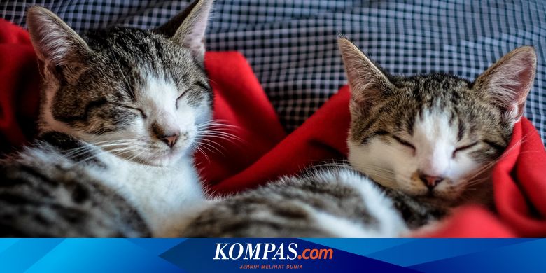 Waspada, Ini Ciri-ciri Cacingan pada Kucing