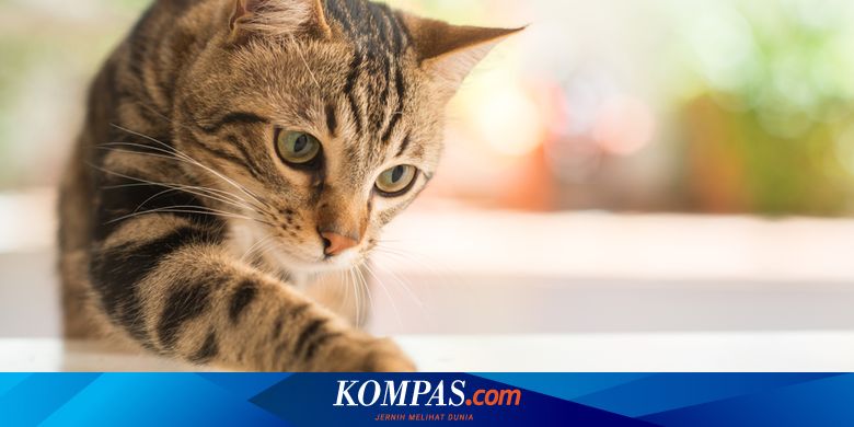 Kucing Belang Ternyata Terbentuk sejak Embrio, Studi Temukan