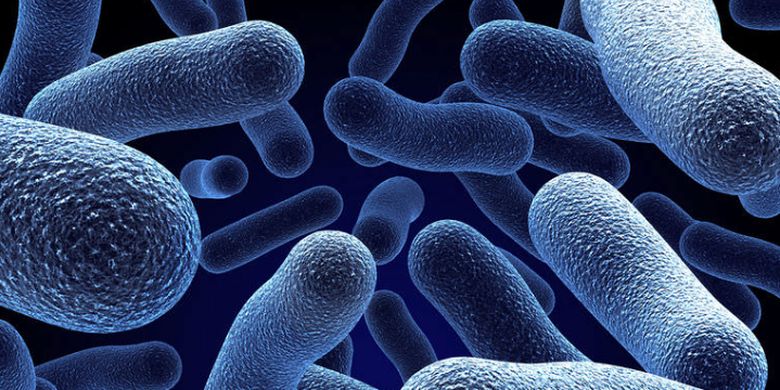 Contoh Makhluk Hidup Sel Prokariotik