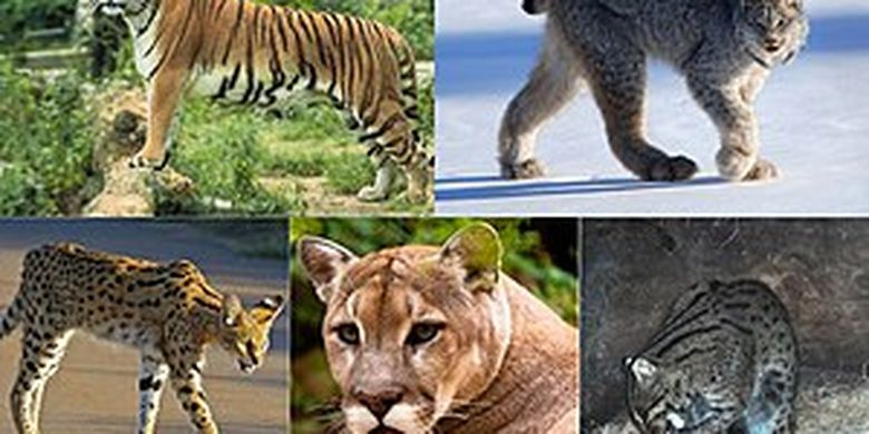 Felidae: Pengertian, Klasifikasi, dan Contohnya