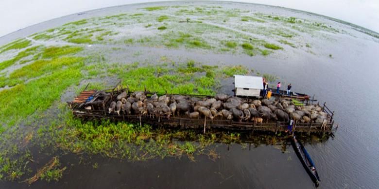 Kerbau Rawa: Keajaiban Ekosistem Gambut dan Plasma Nutfah Indonesia