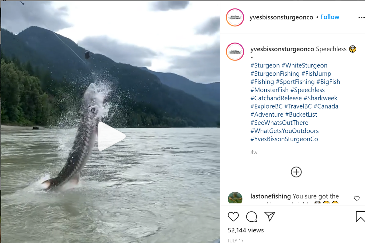 VIDEO: Ikan Raksasa Seberat 158 Kg Keluar Saat Dipancing di Sungai