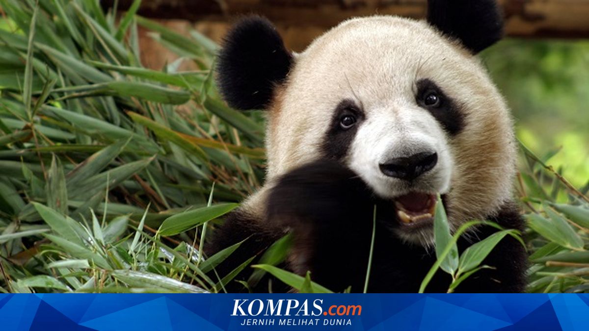 Bambu Bukan Hanya Makanan Panda, 7 Hewan Ini juga Memakannya