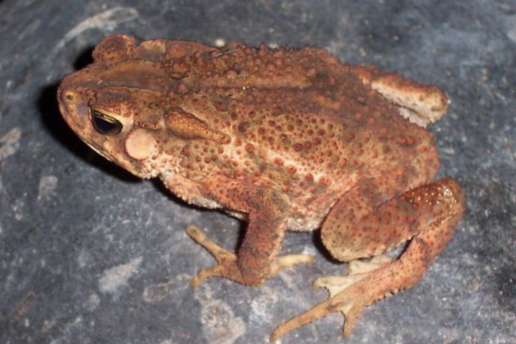 Foto : Kodok Raksasa "Toadzilla" Ditemukan di Austalia, Bobotnya ...