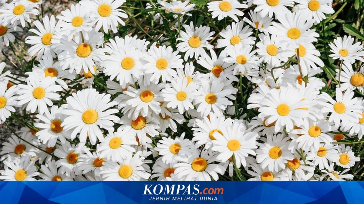 5 Fakta Menarik Bunga Daisy yang Penuh Arti dan Simbol