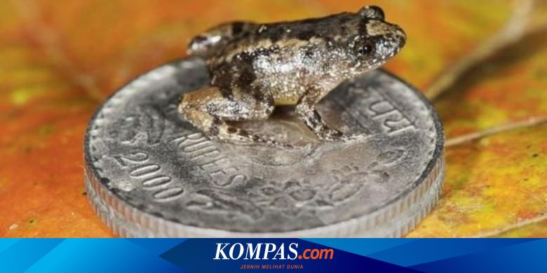 Ditemukan Spesies Katak Baru Berukuran Sebesar Uang Logam