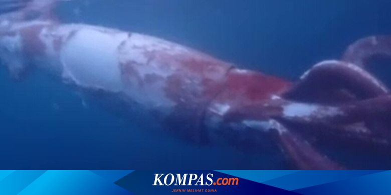 Cerita Penyelam Jepang Bertemu Cumi-cumi Raksasa 2,5 Meter, Disebut ...