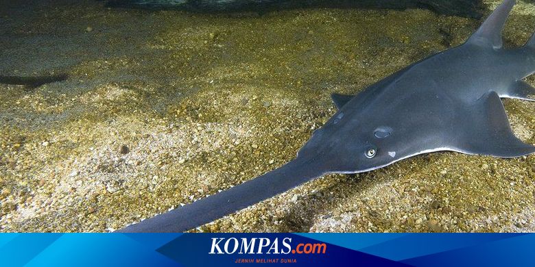 Ikan Gergaji Spesies Unik yang Terancam Punah di Lautan Dunia Halaman ...