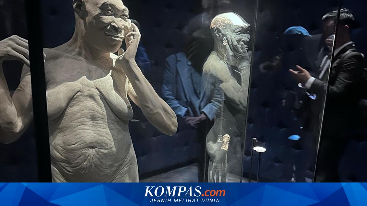 Homo Erectus Sang Manusia Jawa Kembali ke Indonesia, Ini Fosilnya