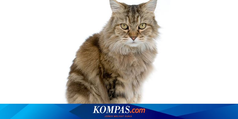 Mengenal Ras Kucing Ragamuffin, Berikut Sejarah dan Ciri-cirinya