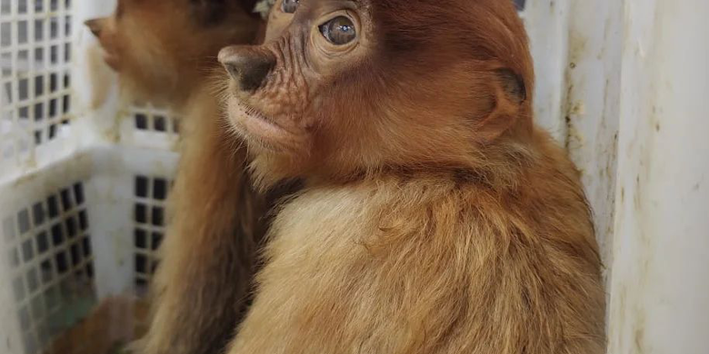 Berita Terkini Harian Kasturi Raja Terbaru Hari Ini - Kompas.com