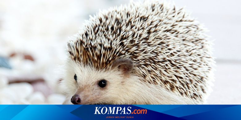 7 Fakta Unik Landak, dari Memiliki Ribuan Duri sampai Makhluk Soliter