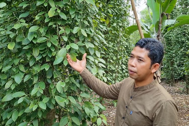 Foto : Menilik Budi Daya Lada Hitam di Lampung, Warisan Abad Ke-16 ...