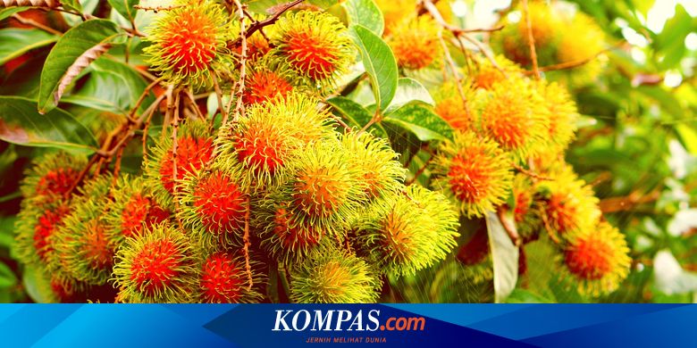 Manfaat Rambutan untuk Daya Tahan Tubuh