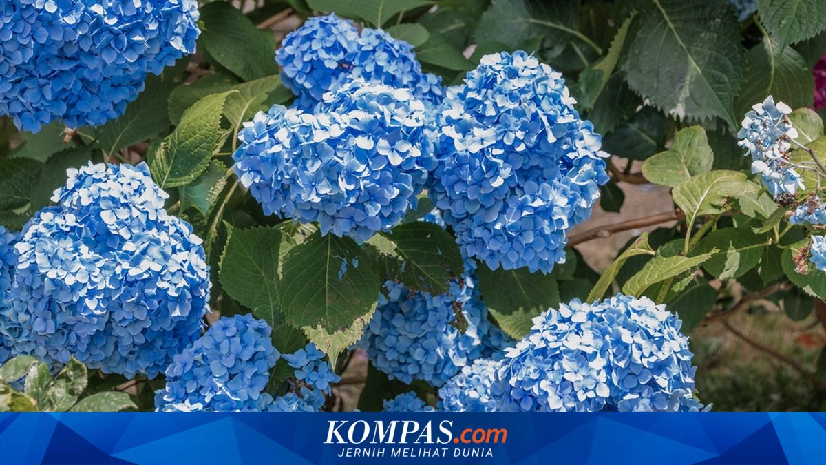 Tips Pemupukan Bunga Hydrangea dengan Tepat