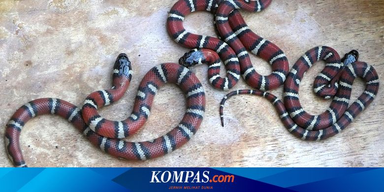 Tanda Ular Bersembunyi di Belakang Kulkas, Penghuni Rumah Harus Tahu