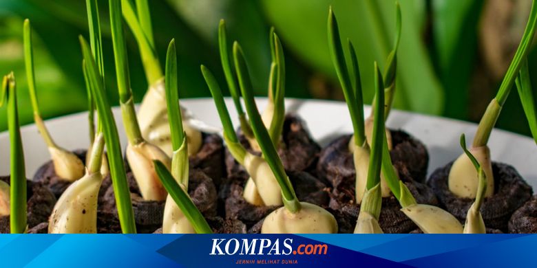Jangan Anggap Sampah, 5 Sisa Sayur Bisa Ditanam Ulang di Air