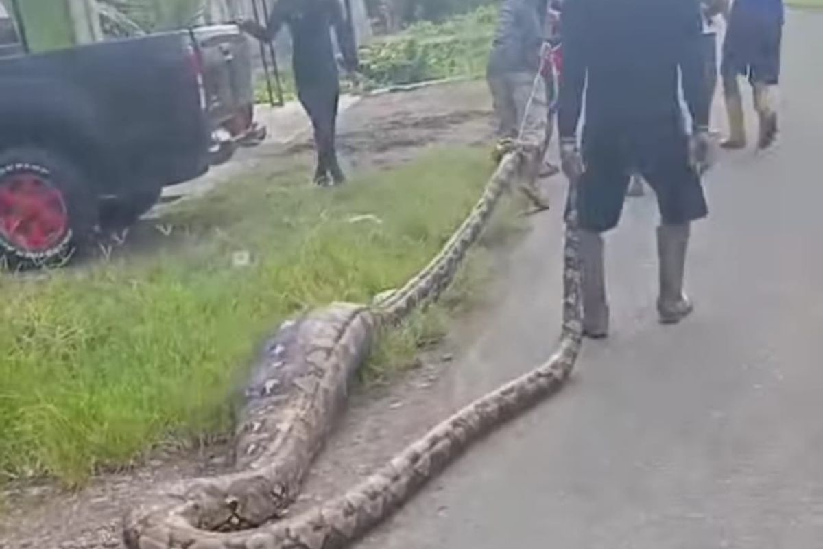 Ular Piton 10 Meter Telan Sapi di Pulau Seram Maluku, Ditembak Mati Brimob