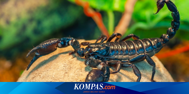 5 Jenis Kalajengking yang Cocok Dijadikan Peliharaan