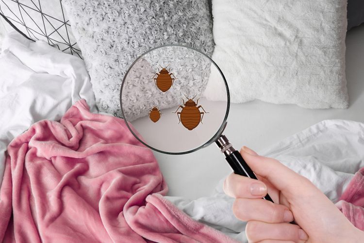 6 Tanda Ada Kutu Busuk di Tempat Tidur dan Cara Mencegahnya