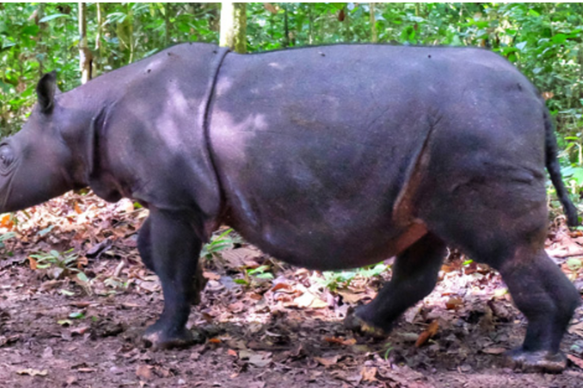 Tinggal 2 Ekor, Nasib Badak Kalimantan Kini Bertaruh pada Bayi Tabung