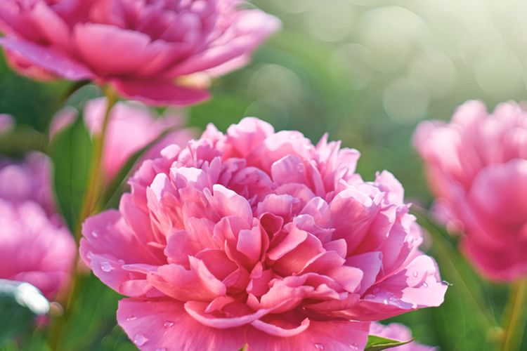 Simak, Begini Tips Menanam Bunga Peony