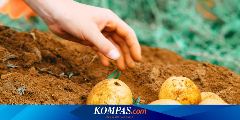Sangat Mudah, Ini Cara Menanam Kentang di Pekarangan