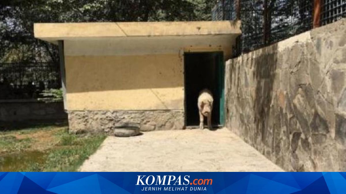 Kisah Khanzir, Satu-satunya Babi di Afganistan