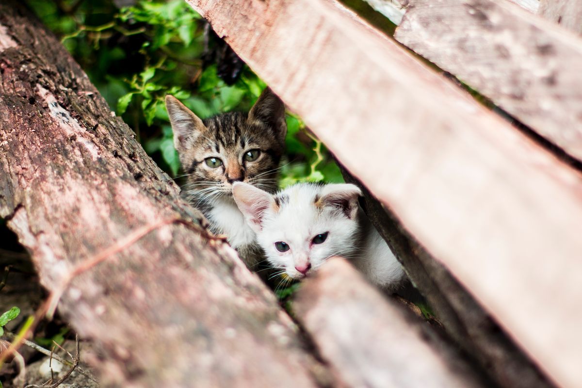 5 Hal yang Perlu Anda Ketahui Sebelum Mengadopsi Kucing Liar