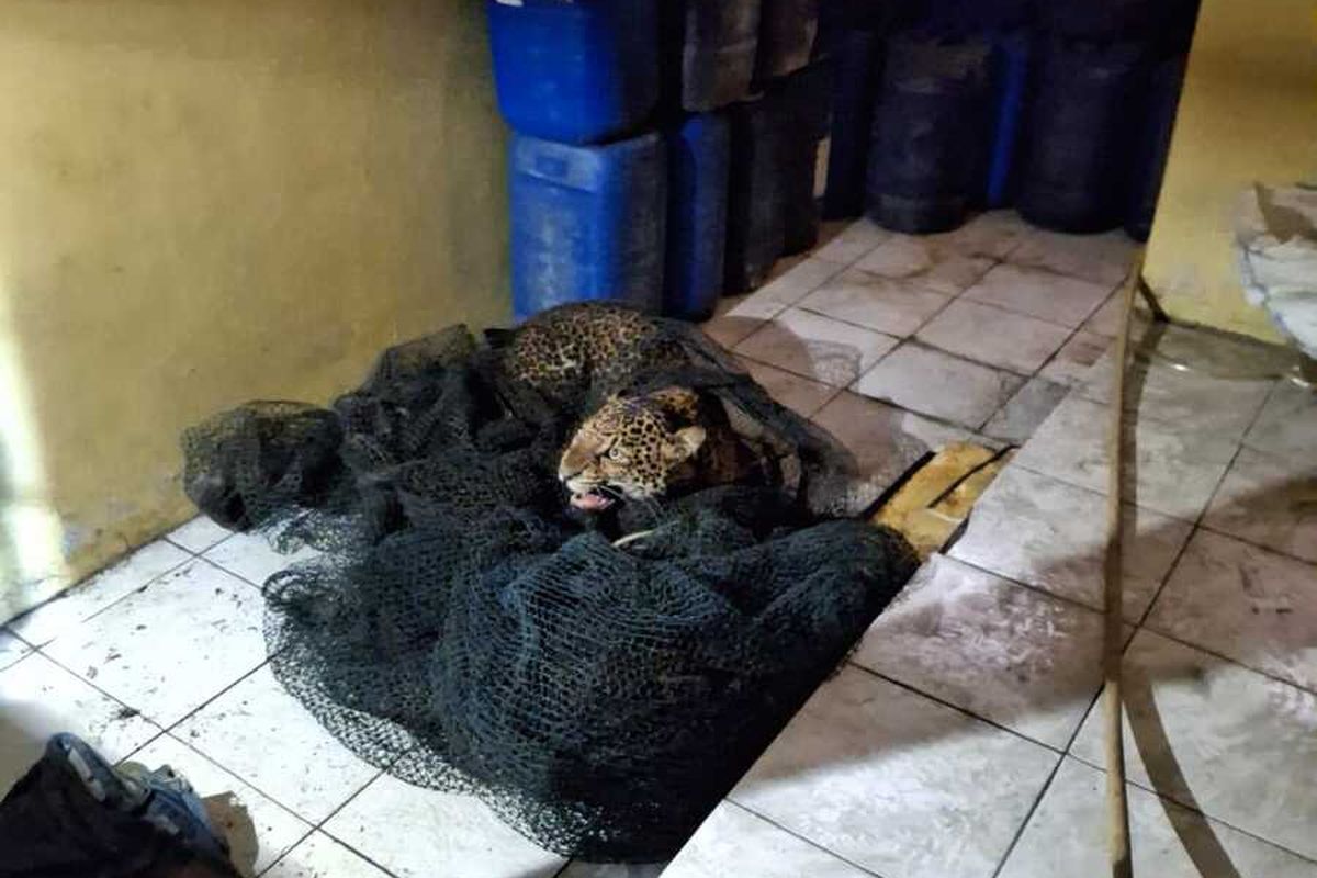 Macan Tutul Masuk Permukiman di Pacet Bandung, Warga Berhasil Tangkap ...