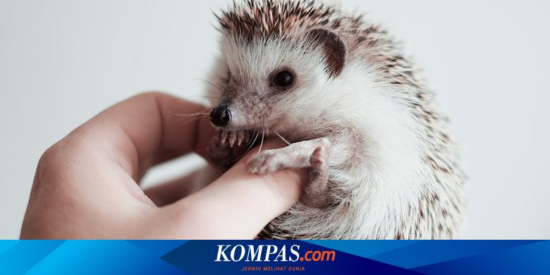 Ragam Sumber Makanan untuk Landak Mini
