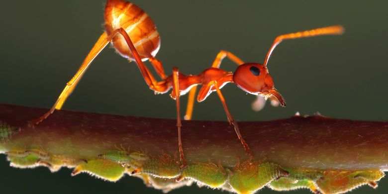 Tipe Mulut Penggigit pada Serangga