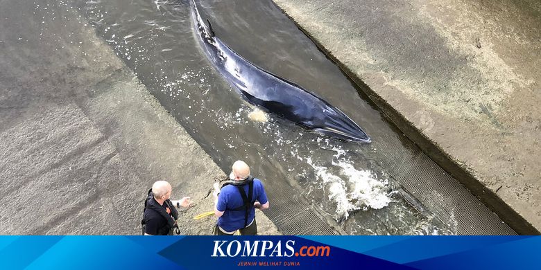 Paus Minke Disuntik Mati setelah Terperangkap di Sungai Thames London