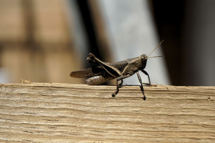 Foto : Mengapa Jangkrik Bersuara Keras di Malam Hari?