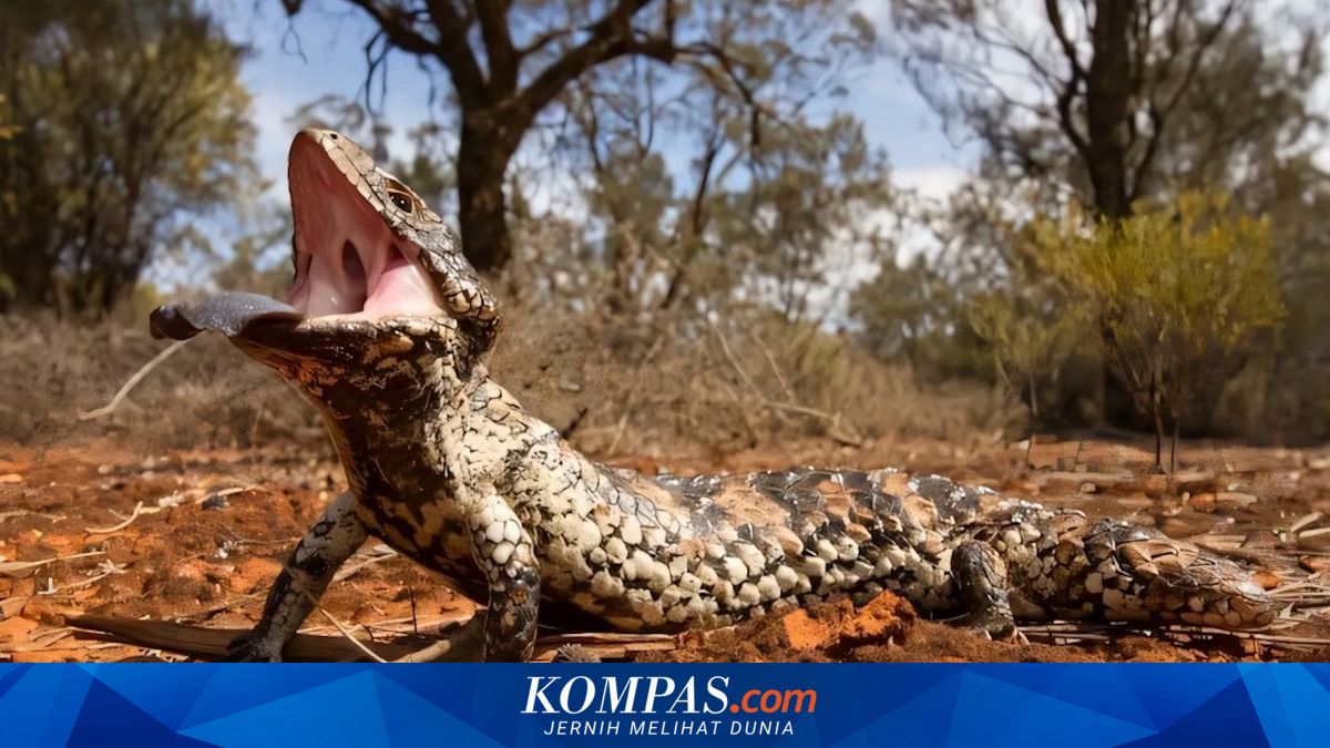 Kadal Australia Belajar Mengendus Asap untuk Selamatkan Diri