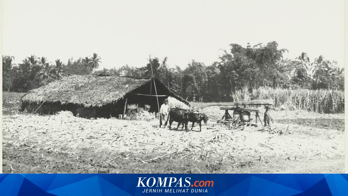 Apa Itu Tanam Paksa atau Cultuurstelsel? Sejarah dan Masa Berakhirnya