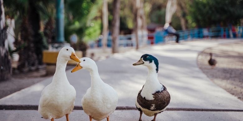 Beda Bebek dan Itik, Unggas Ternak yang Kerap Dianggap Sama - Kompas.com