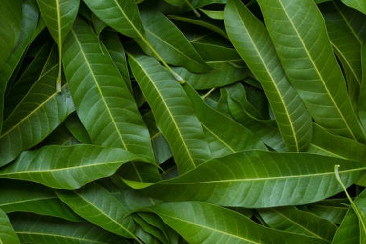 Baik untuk Kesehatan Kulit, Berikut 7 Manfaat Daun Mangga