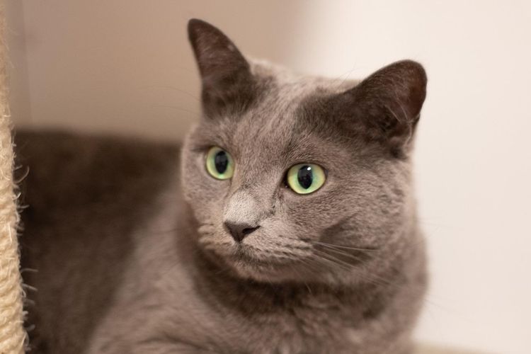 5 Fakta Menarik Kucing Russian Blue, Berbulu Abu-abu dan Mata Hijau