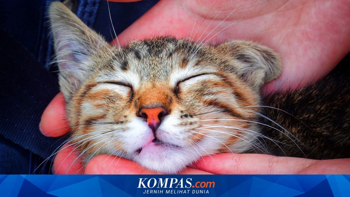 Bagian Tubuh Kucing yang Boleh dan Tidak Boleh Disentuh
