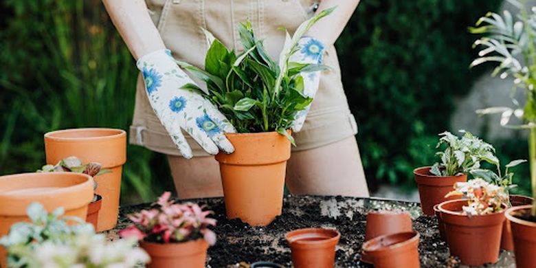 5 Cara Budidaya Tanaman Hias dengan Hasil Memuaskan - Kompas.com