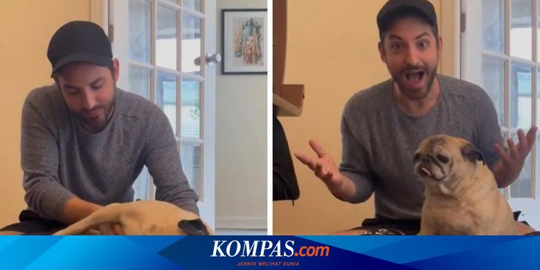 Berita Harian Anjing Peramal Viral Terbaru Hari Ini - Kompas.com